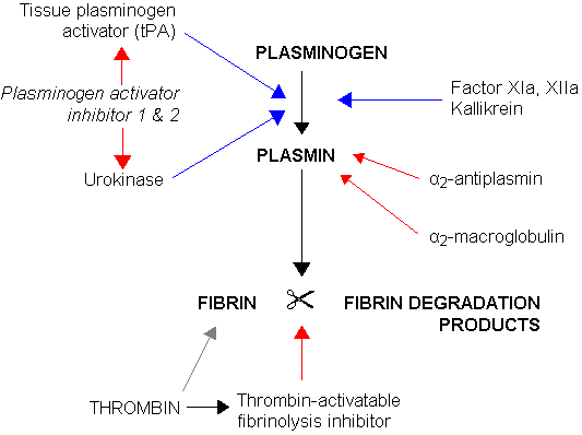 KT Evidence Bite: Fibrinolysis in Intermediate PE - CanadiEM