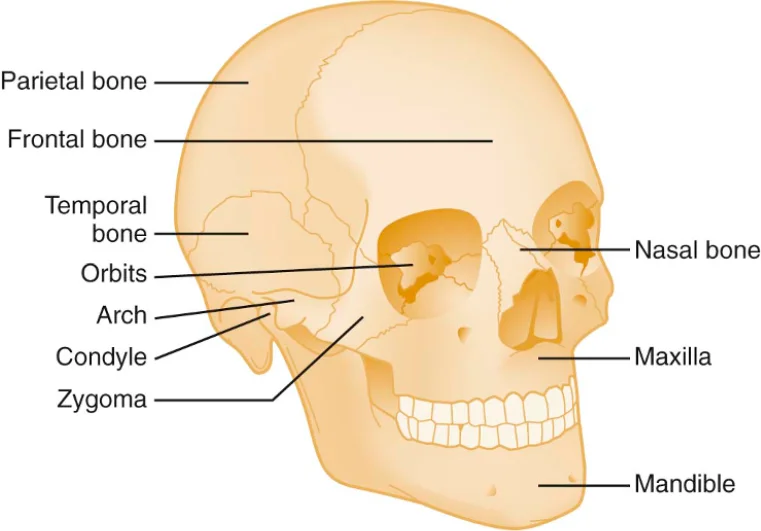 Superciliary Arch